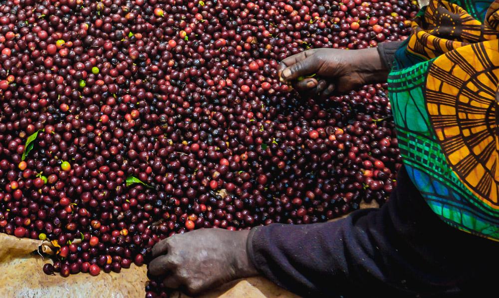 Le café Peaberry : cet enfant unique – Brûleries FARO Roasting House